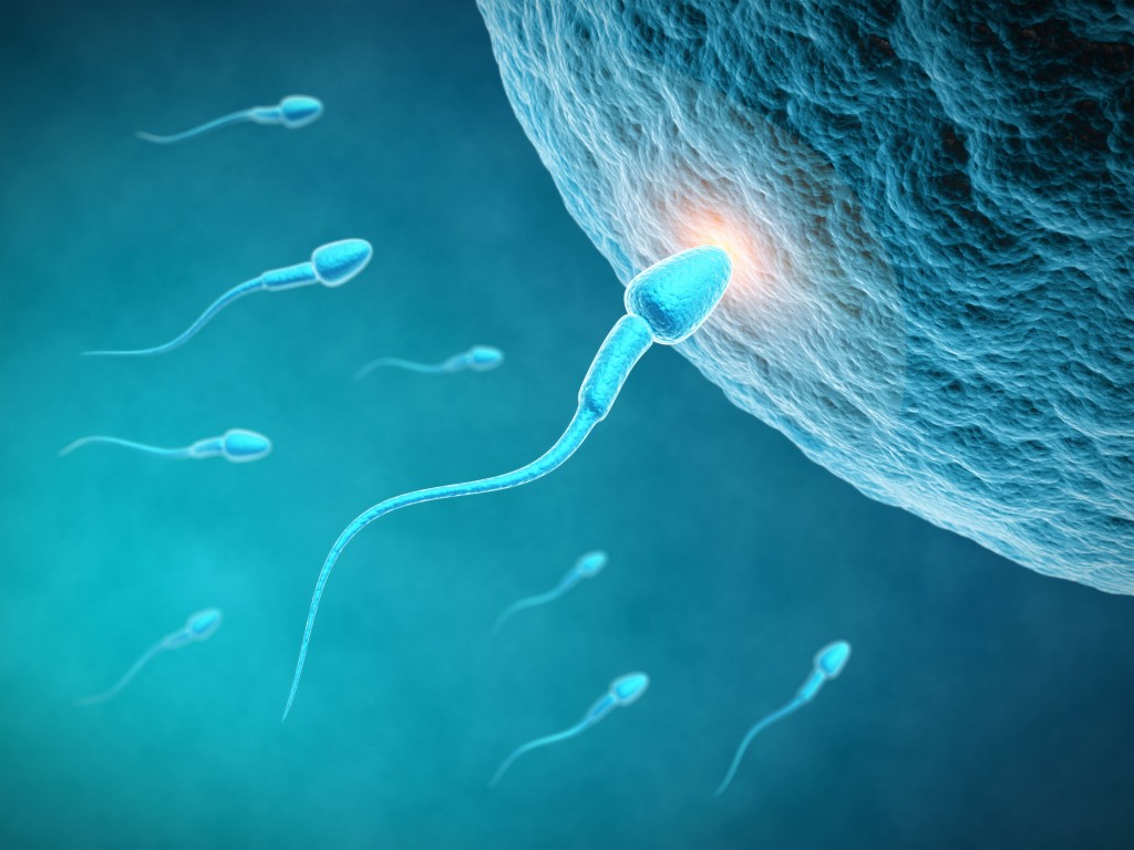 Passo A Passo Da Inseminação Artificial Blog Ivi Brasil